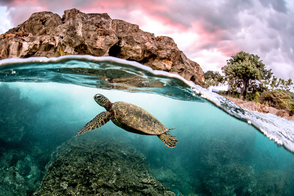 Split View Turtle – The Lost Turtle